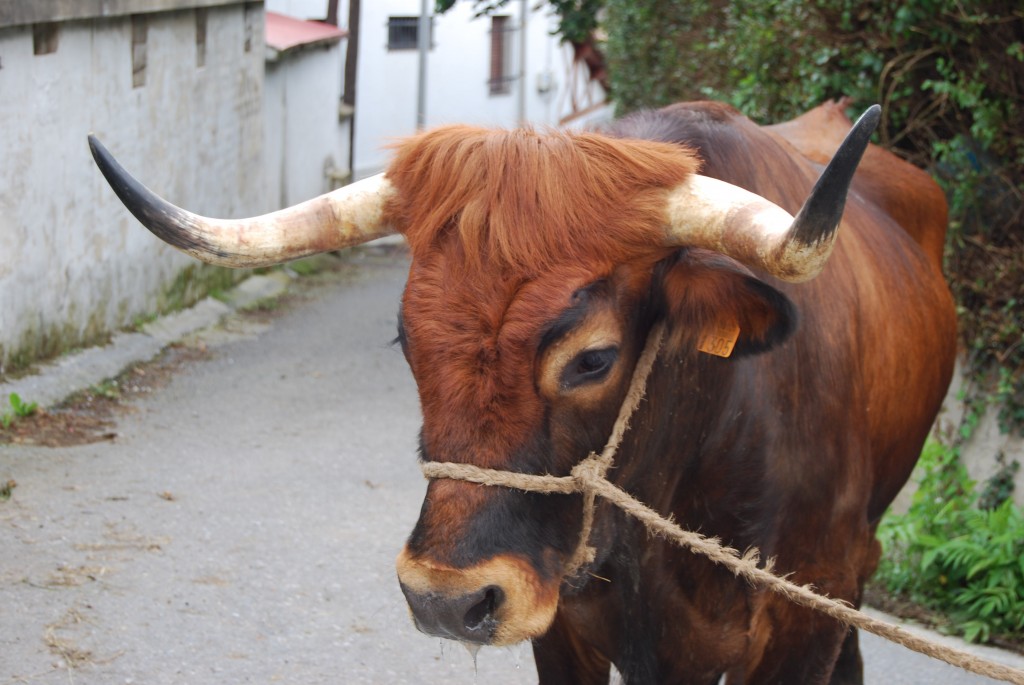 Buey atado, Idi Probak | TurismoVasco.com