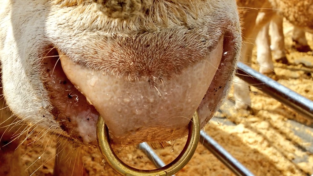 Anillo de toro | TurismoVasco.com