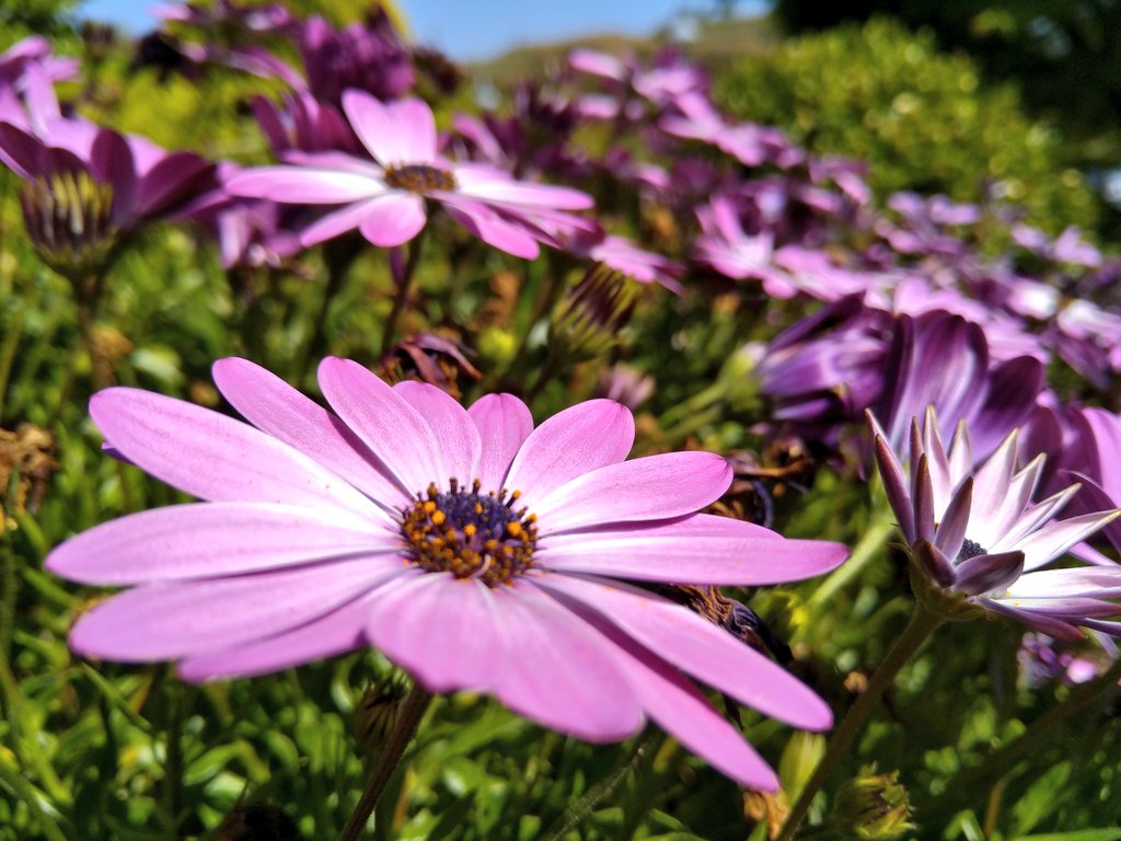 Flores moradas | TurismoVasco.com