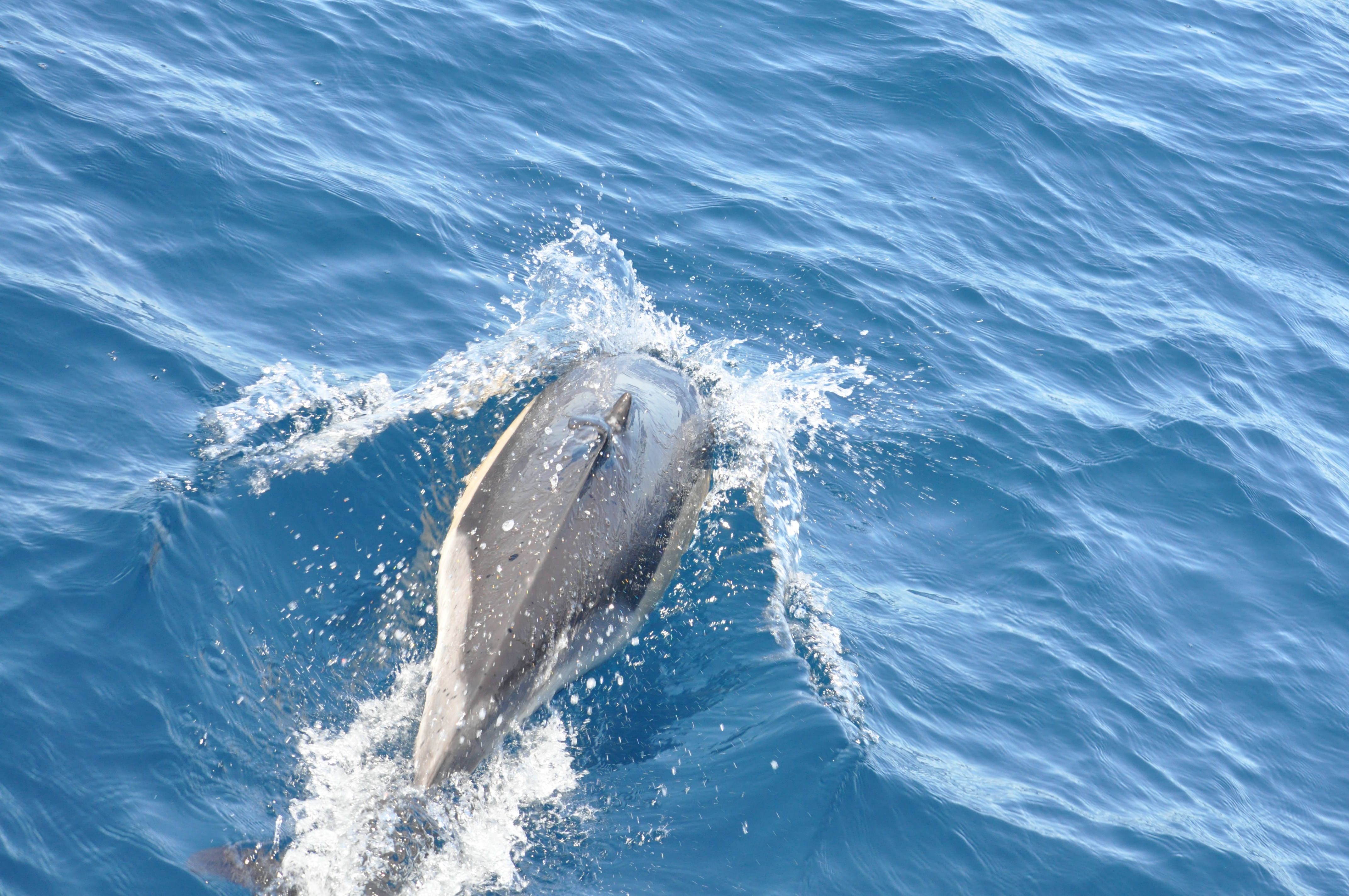 Delfin entrando en el agua, costa vasca | TurismoVasco.com