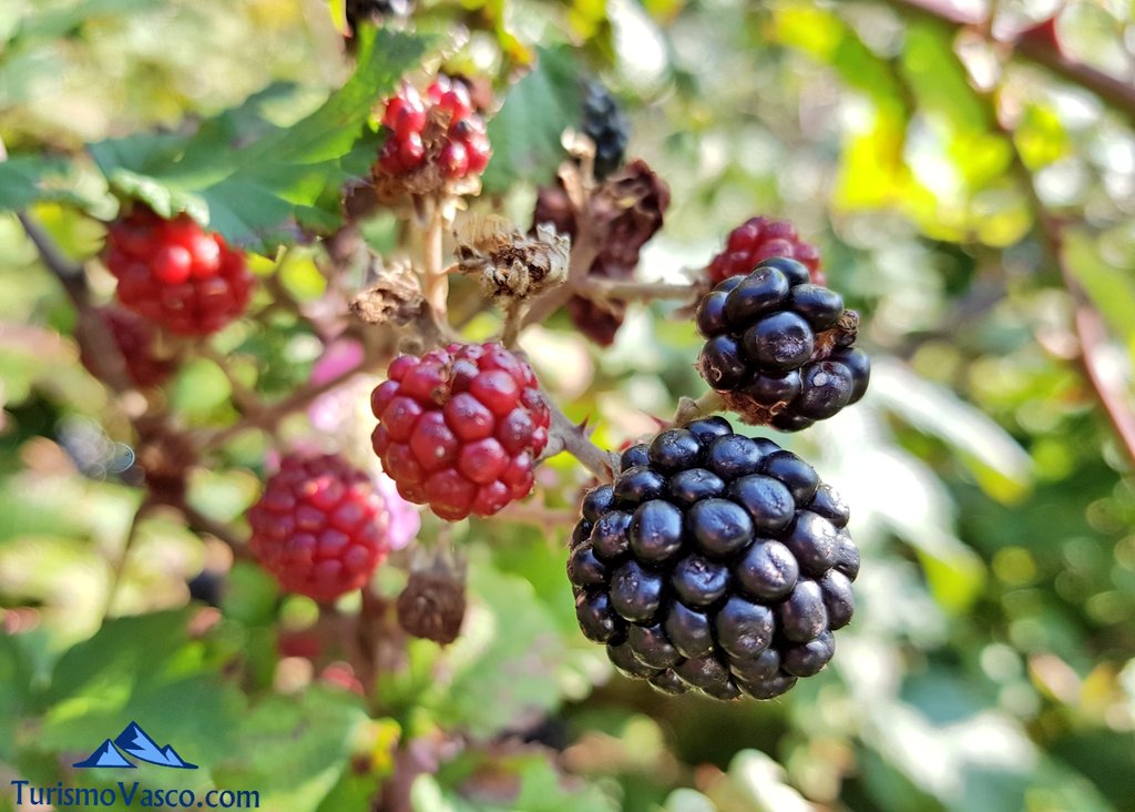 Moras, frutos, monte | TurismoVasco.com