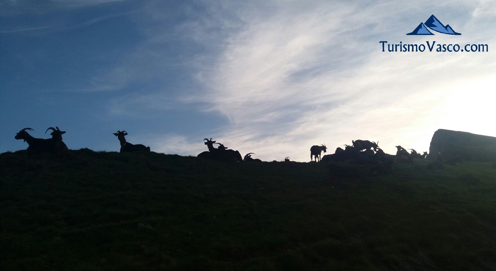 Cabras en el monte | TurismoVasco.com