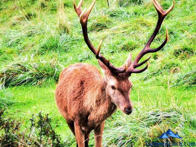 ciervo macho, ciervo, berrea en euskadi | TurismoVasco.com