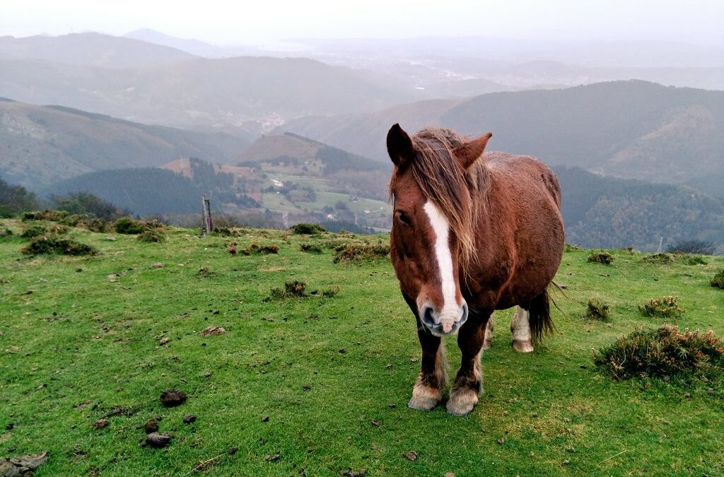 pottoka-ganekogorta | TurismoVasco.com